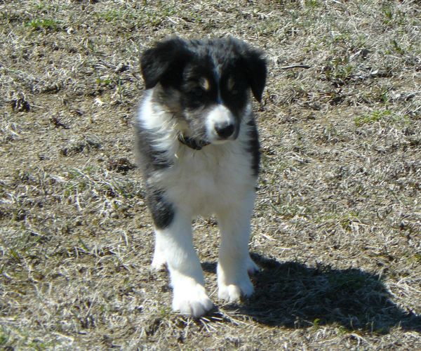HiQ Border Collies - Lego X Chip Pedigree