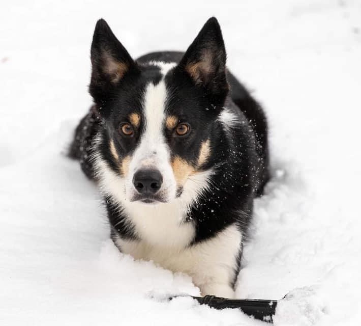 HiQ Border Collies - Puppy Plans