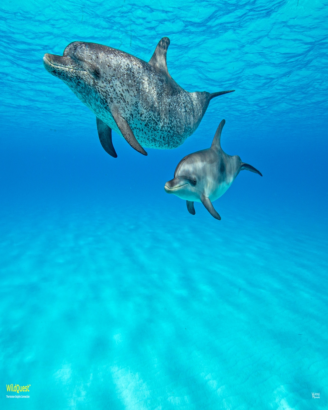 Wisdom from the Dolphins