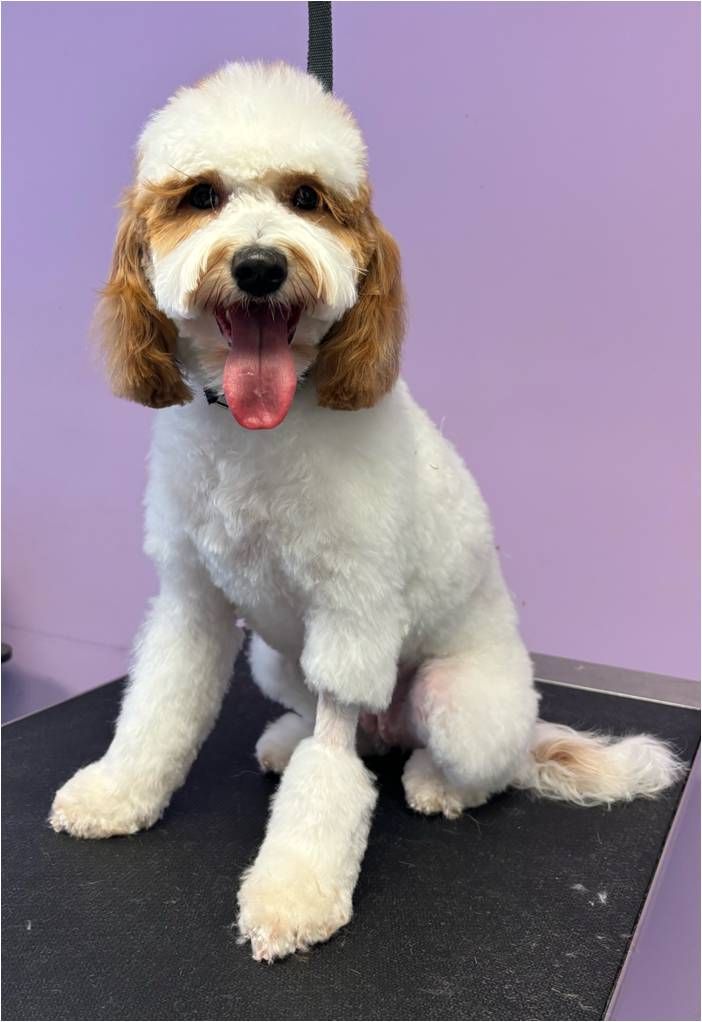 Country Critters Boarding & Training Facility - Grooming