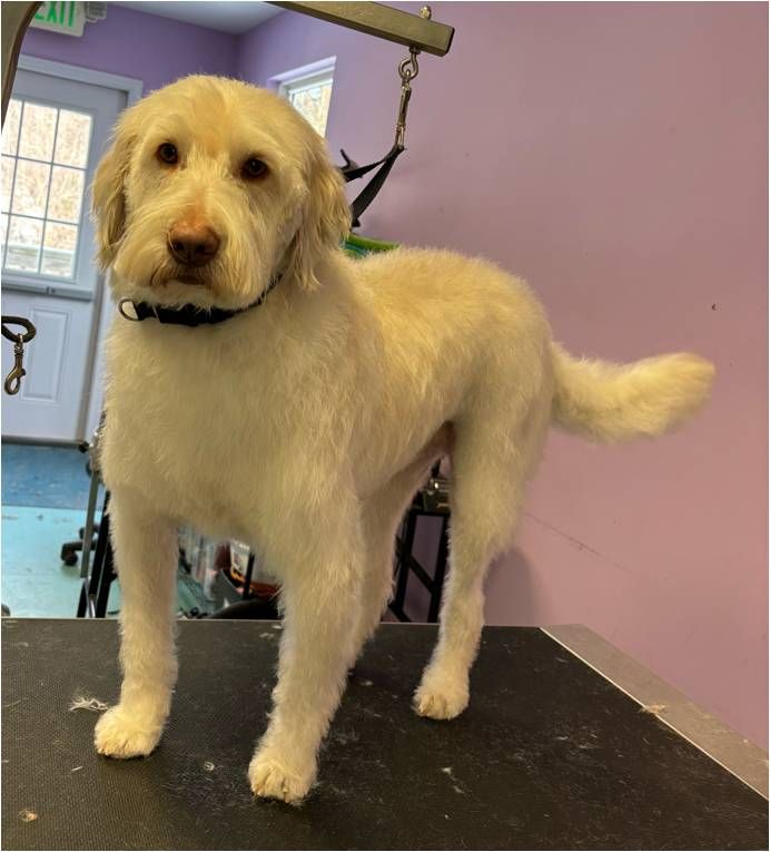 Country Critters Boarding & Training Facility - Grooming