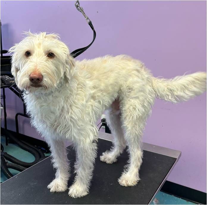 Country Critters Boarding & Training Facility - Grooming