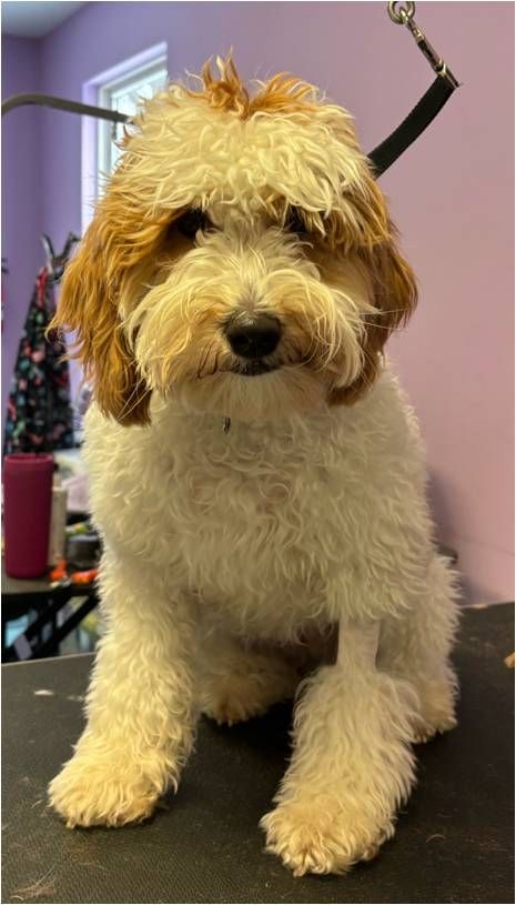 Country Critters Boarding & Training Facility - Grooming