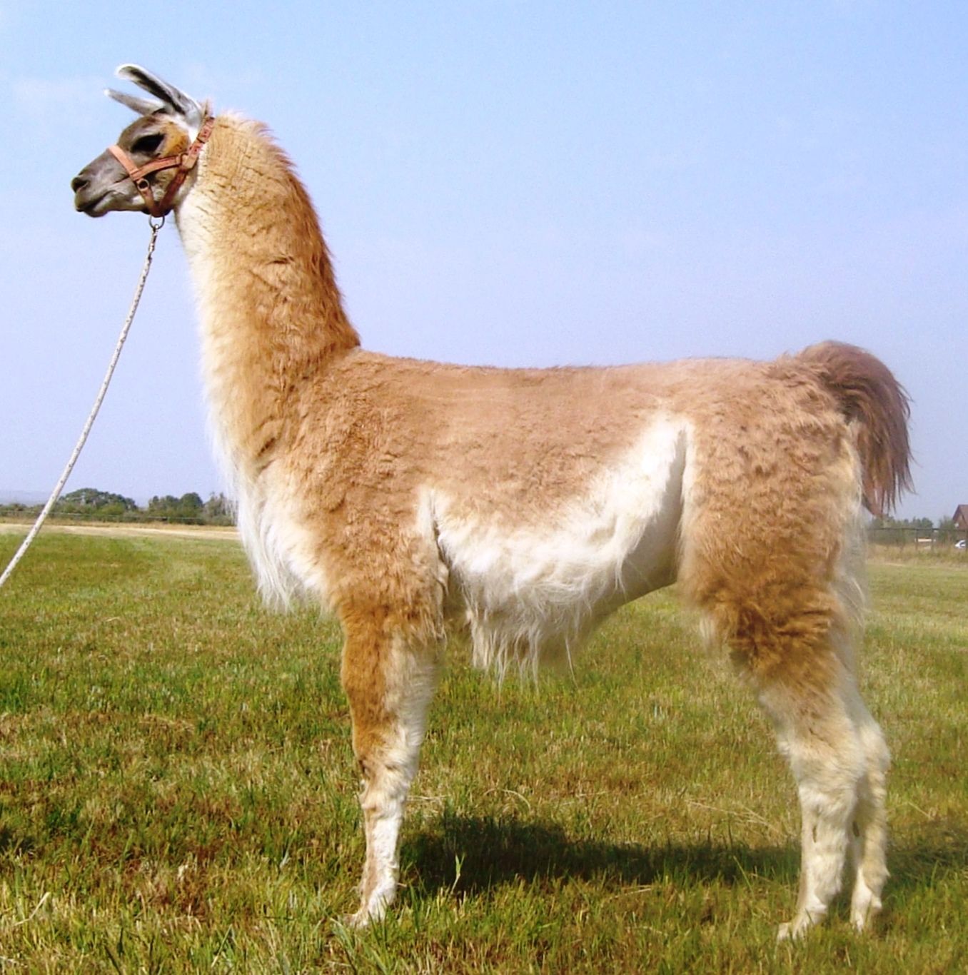 Highline Trail Llamas - Sales Males