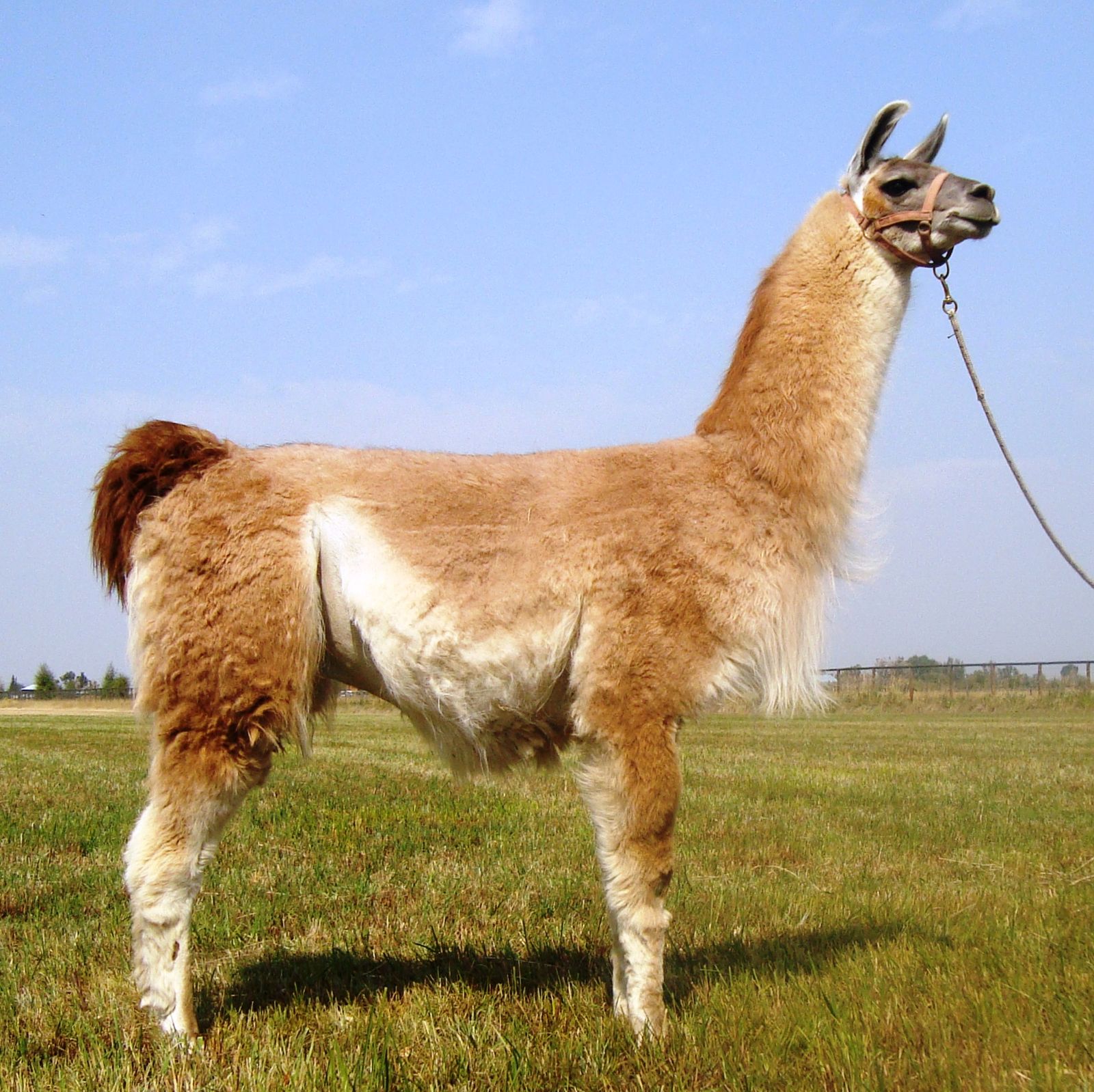 Highline Trail Llamas - Sales Males