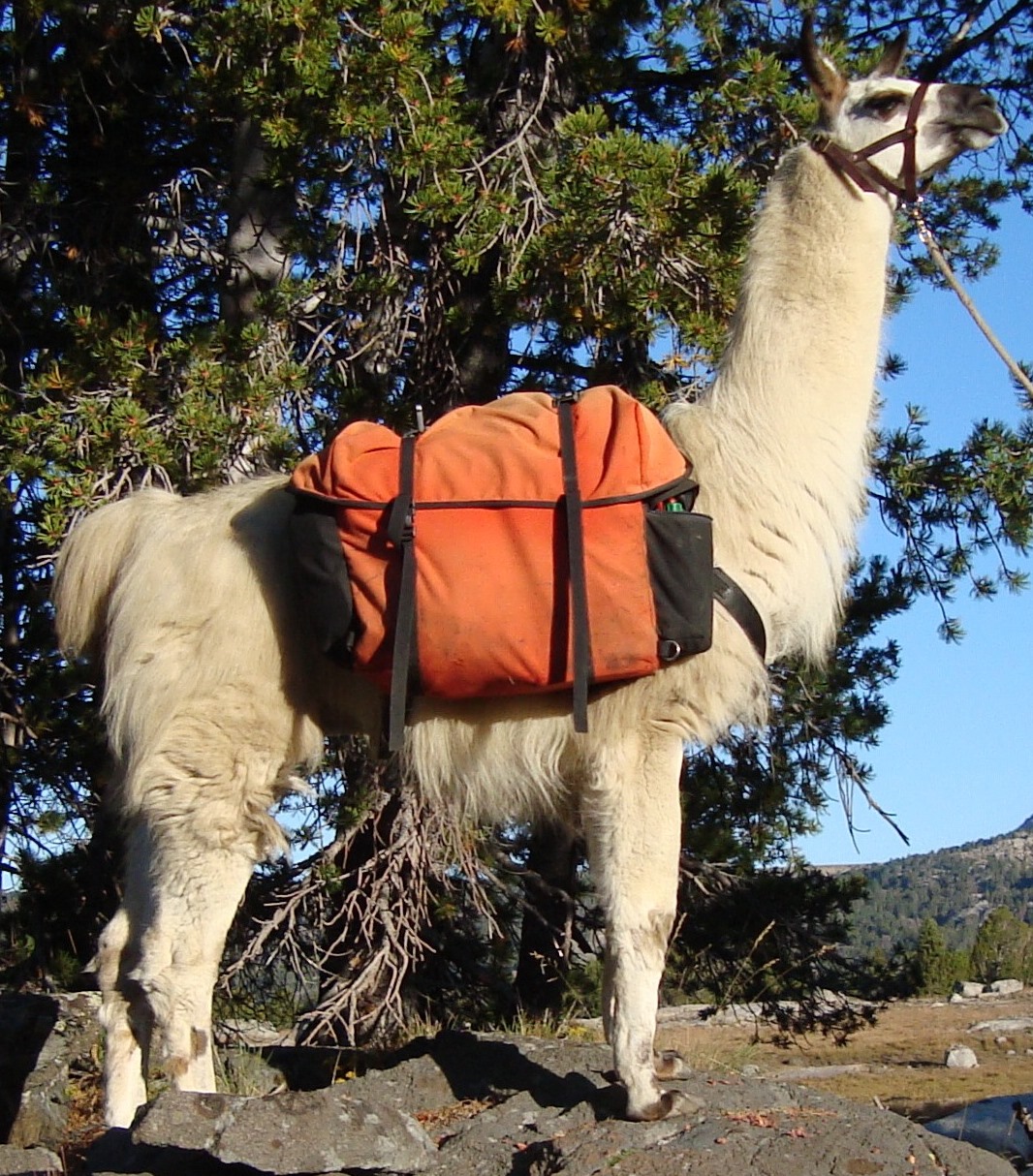 Highline Trail Llamas - Sales Males