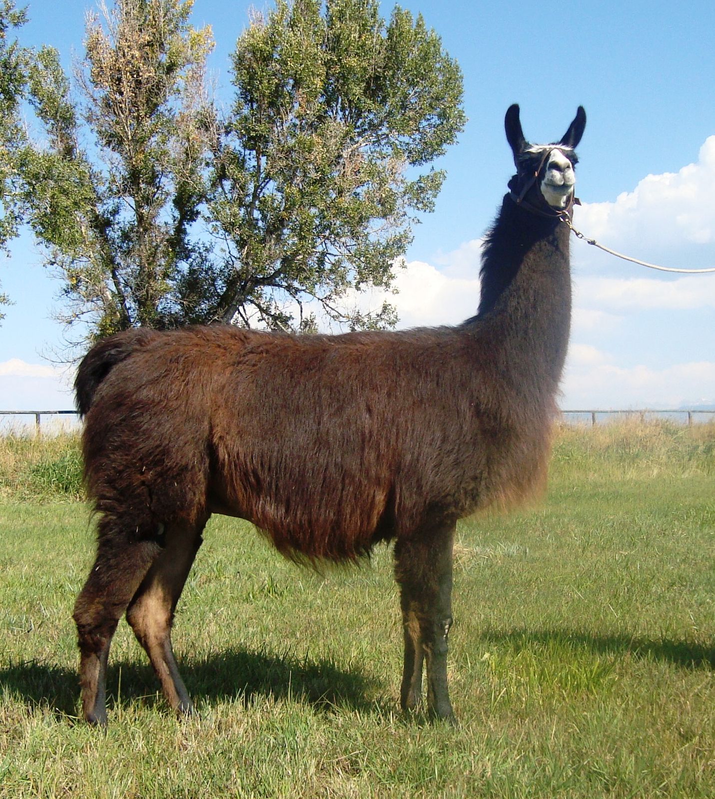 Highline Trail Llamas - Sales Males