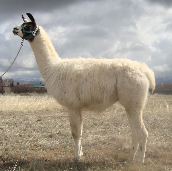 Highline Trail Llamas - Sales Males