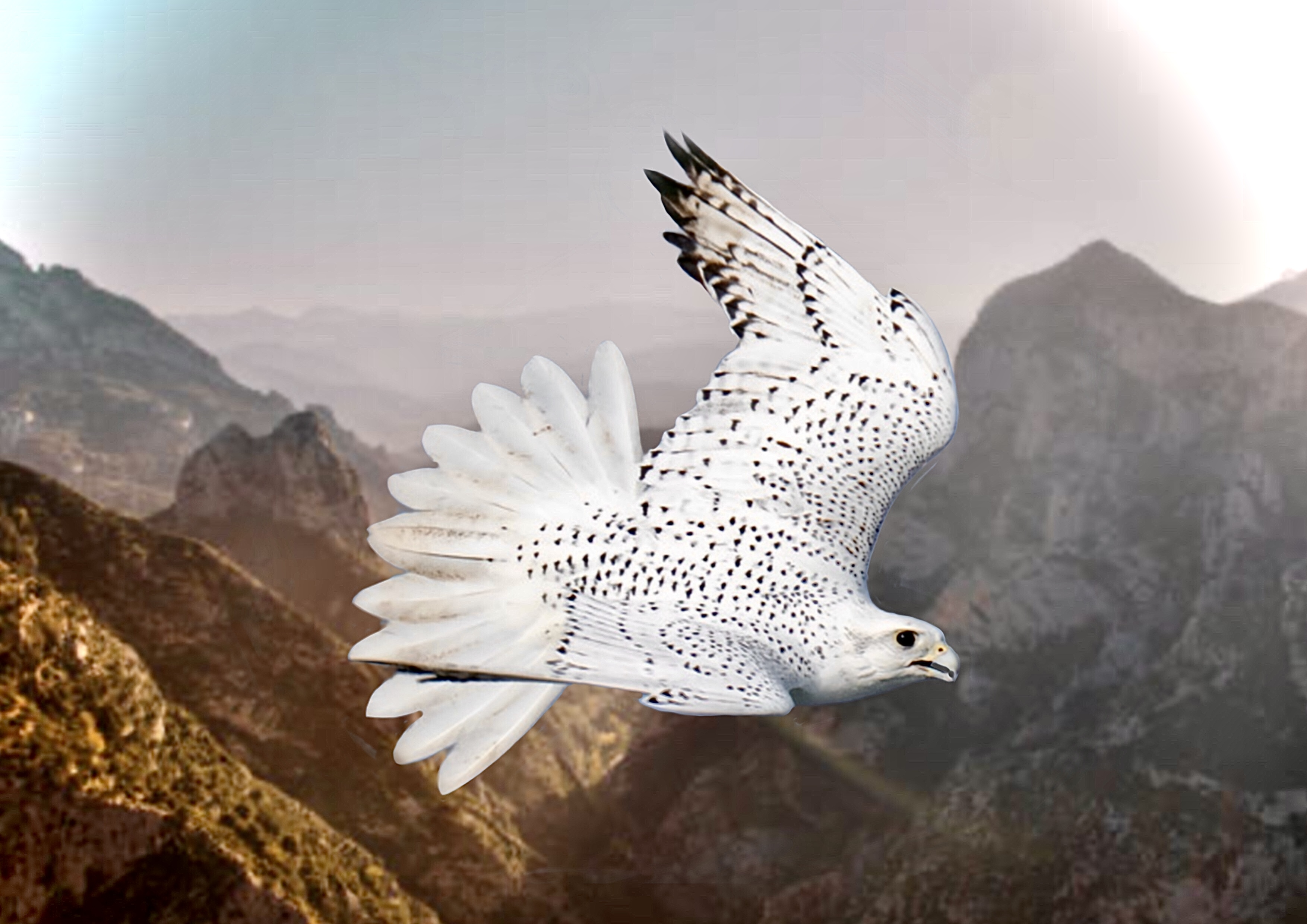 jonathan marshall shows - white falcon adventures