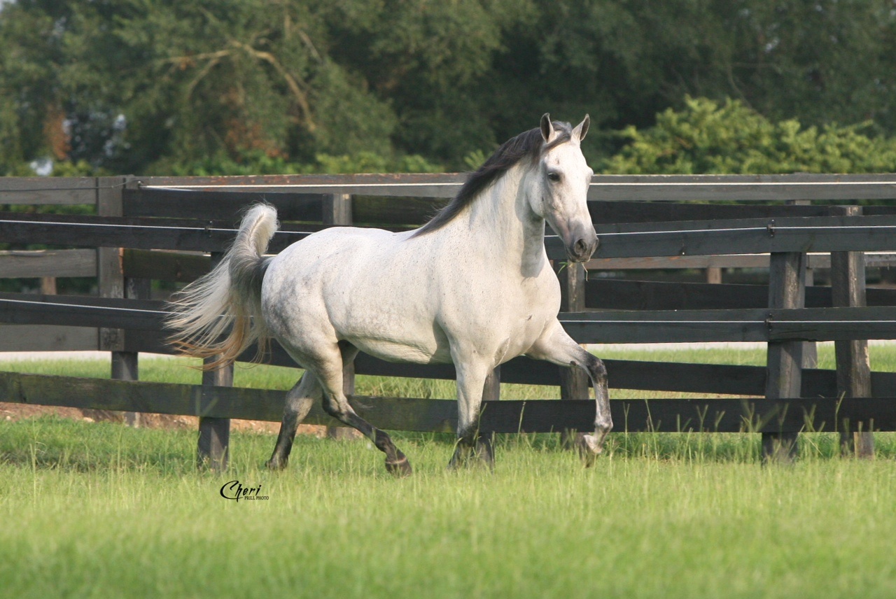 RANCHO TOLEDANO PASO FINO HORSES - Sales