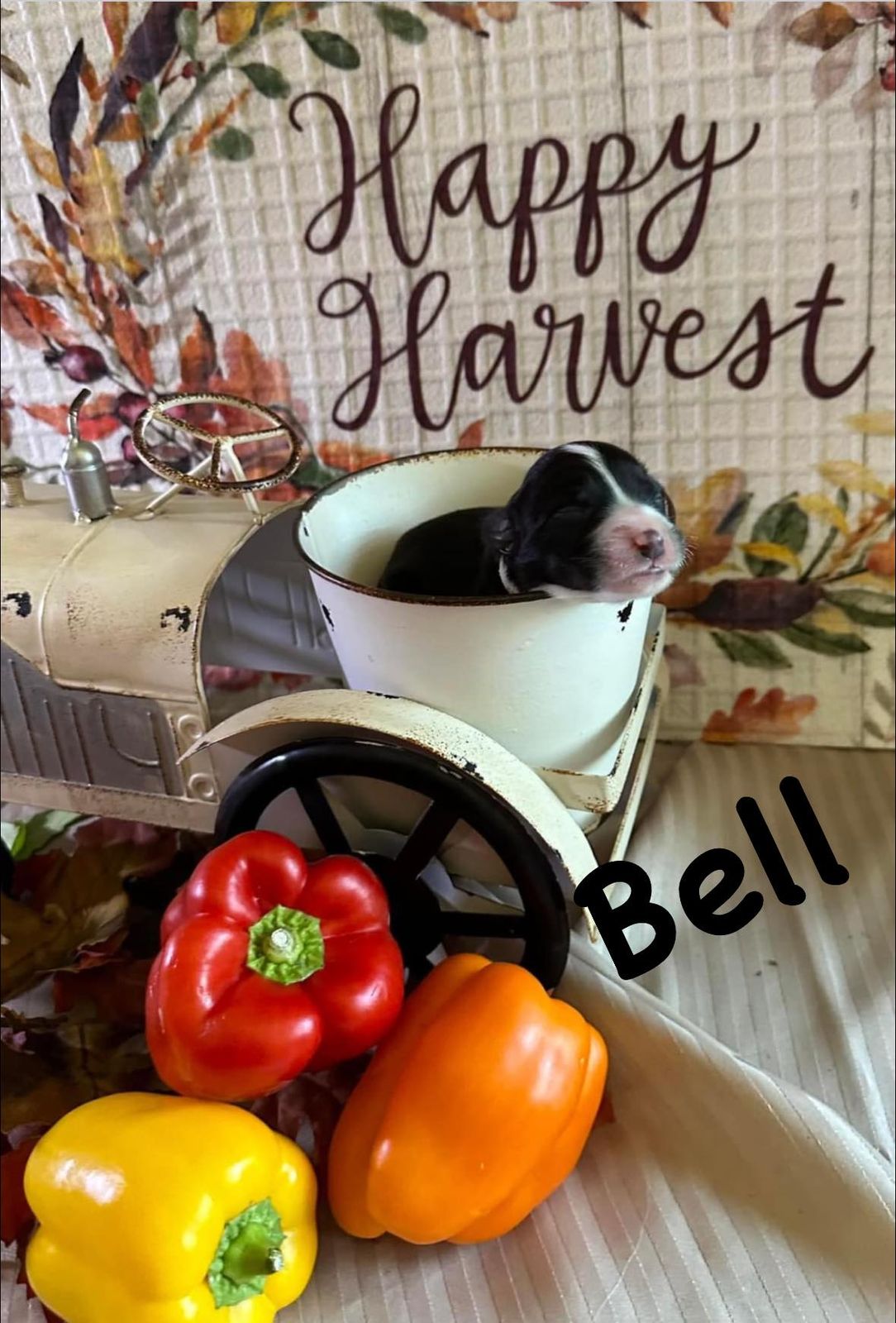 Travistar Bearded Collies - Puppies