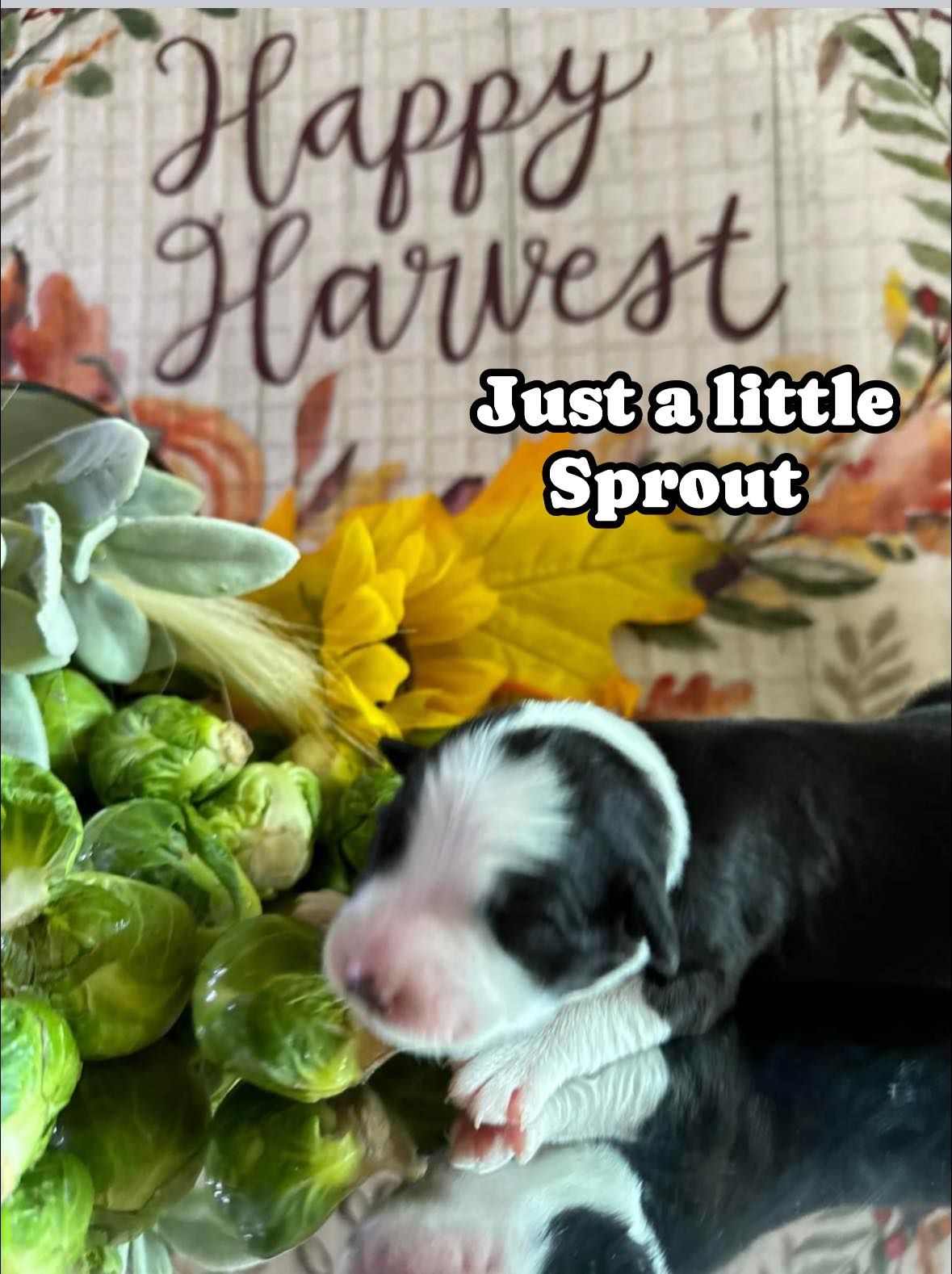 Travistar Bearded Collies - Puppies