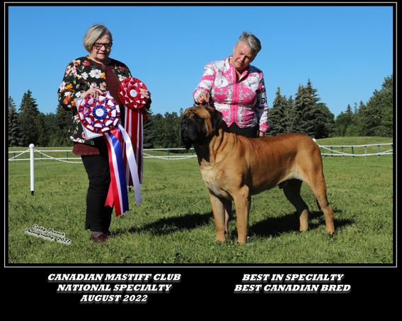 Bendegeit Mastiffs - English Mastiff Breeders in Alberta, Canada - Males