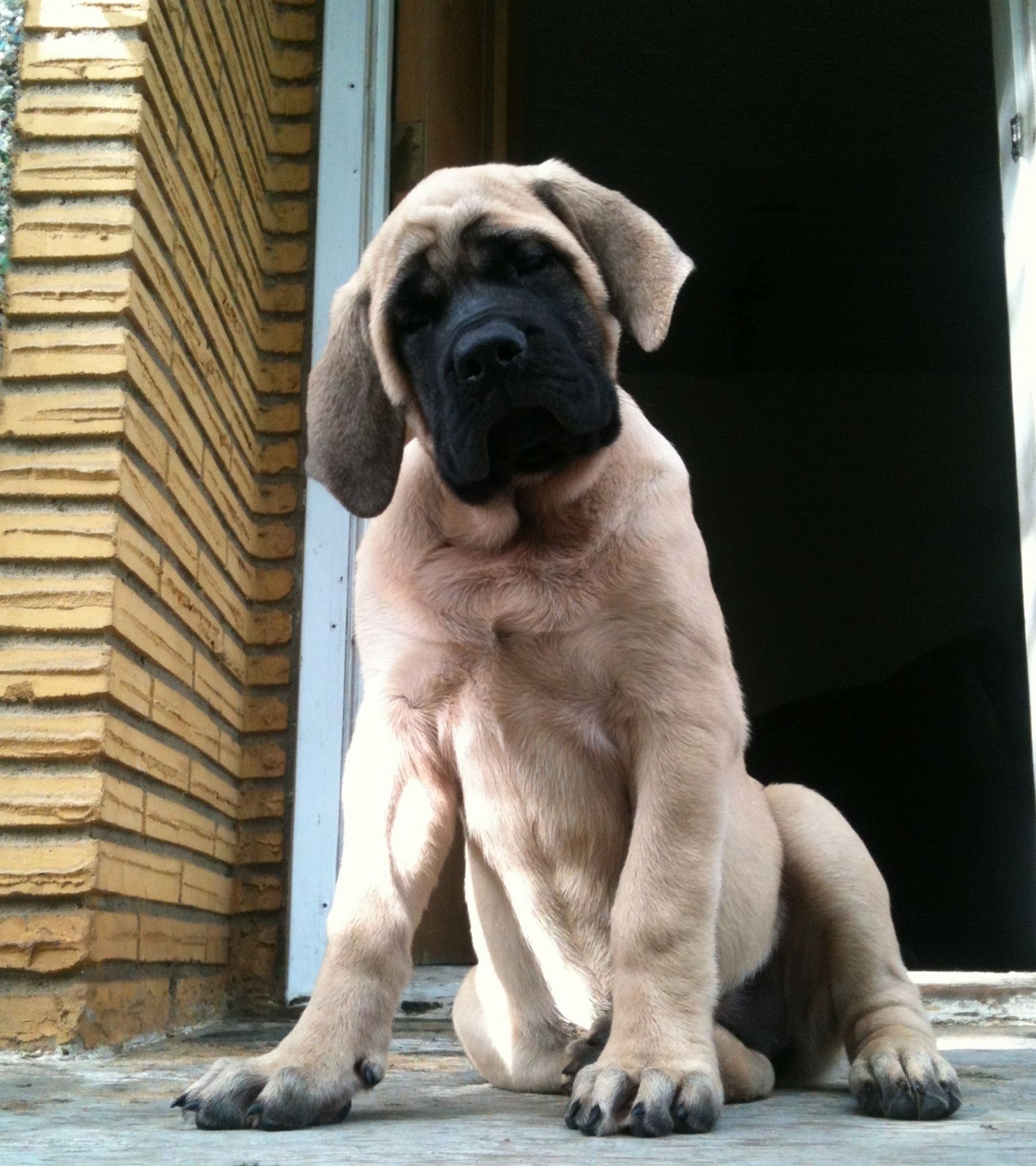 Bendegeit Mastiffs Top ranked English Mastiff breeders in Alberta, Canada