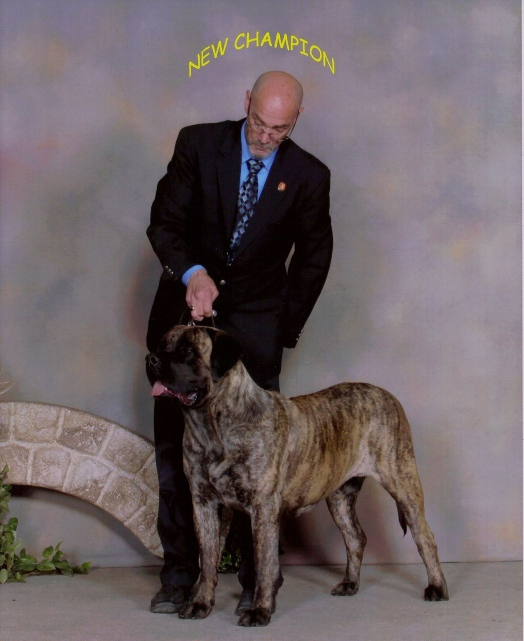Bendegeit Mastiffs - English Mastiff Breeders in Alberta, Canada - Our Dogs