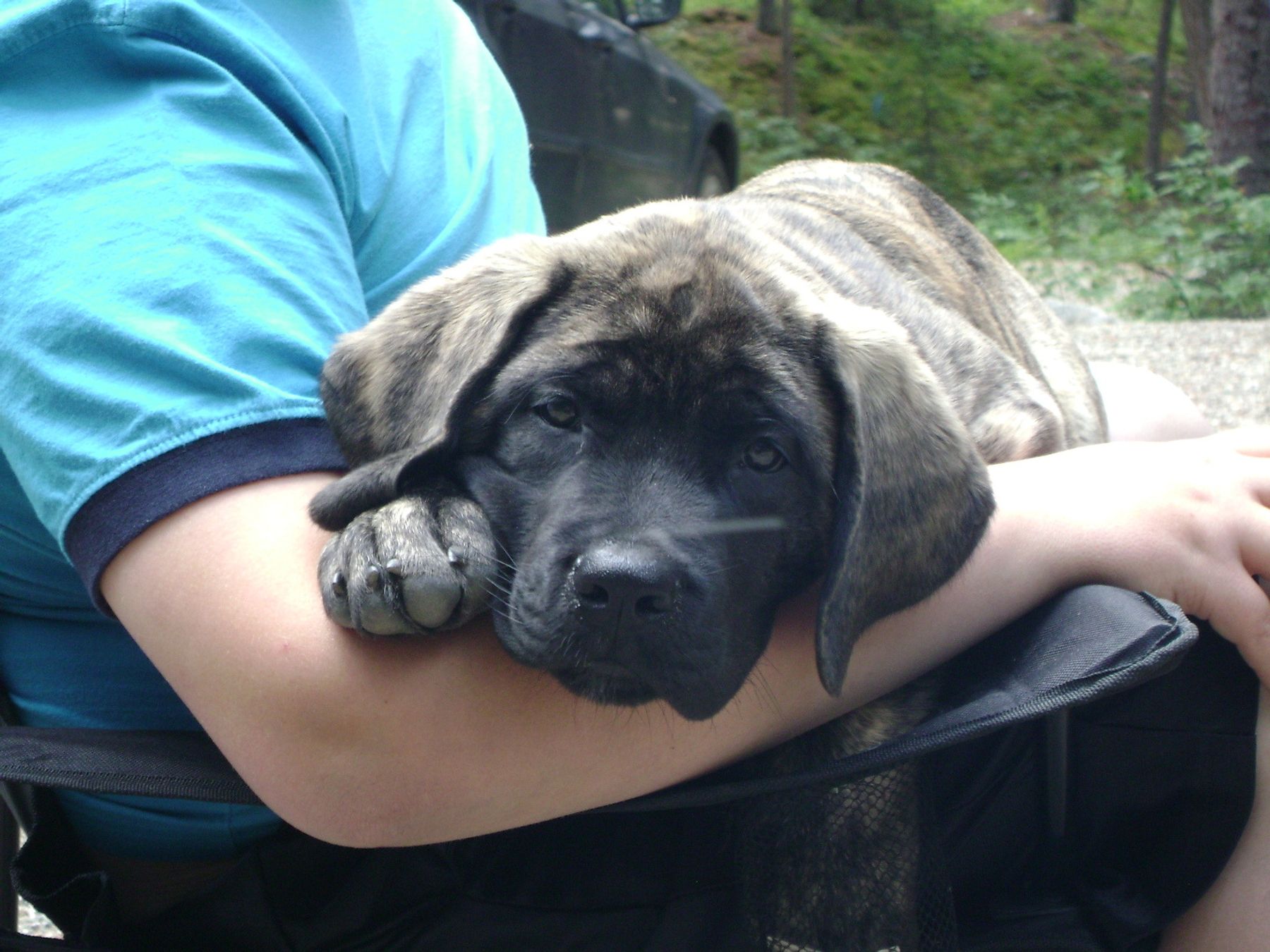 Bendegeit Mastiffs - English Mastiff Breeders in Alberta, Canada - The ...