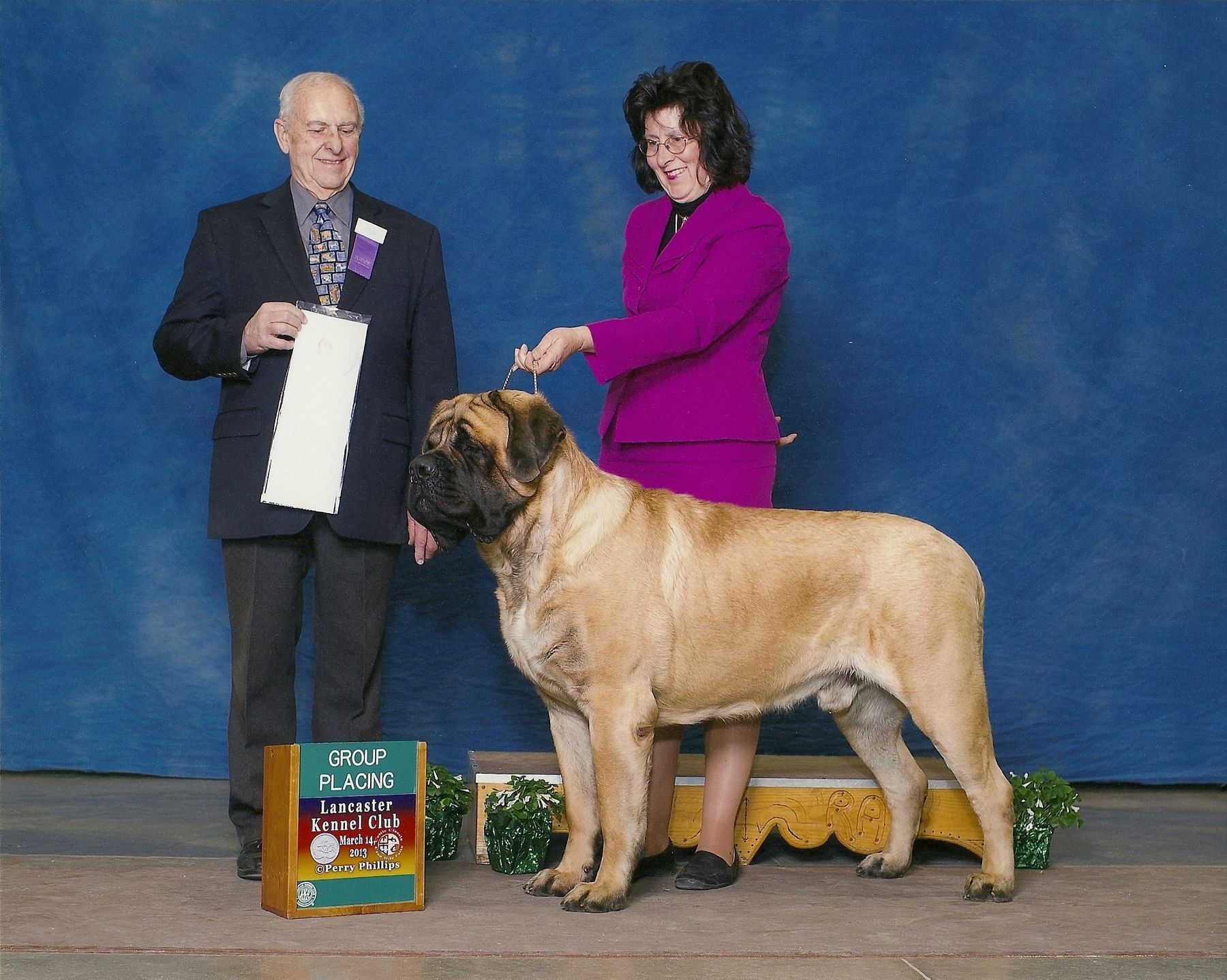 Bendegeit Mastiffs - English Mastiff Breeders in Alberta, Canada - Males