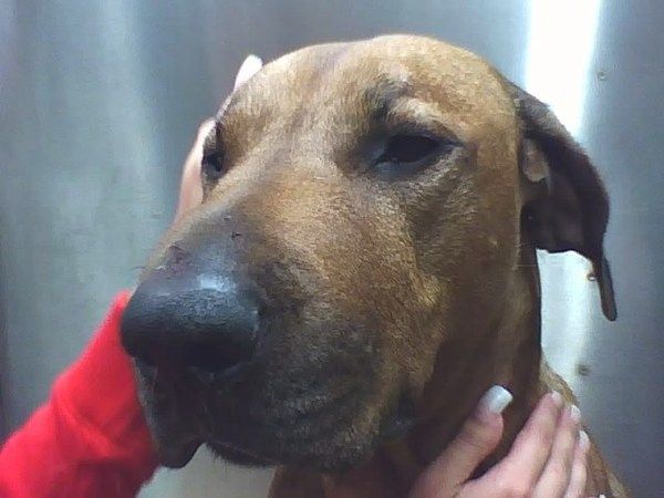 Regiment Ridgebacks - Snake bite