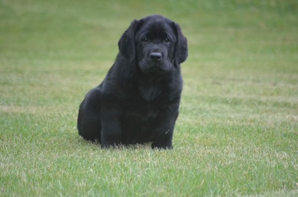 Lochbuie Labrador Retrievers - Buttonwood Clutch Hit at Lochbuie