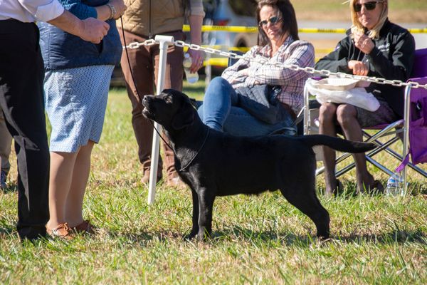 Lochbuie Labrador Retrievers - Buttonwood Macallan at Lochbuie