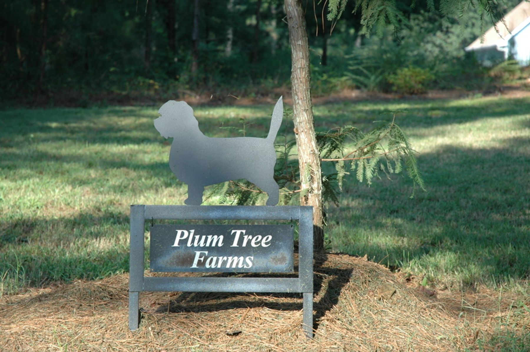 Lochbuie Labrador Retrievers - Buttonwood Macallan at Lochbuie