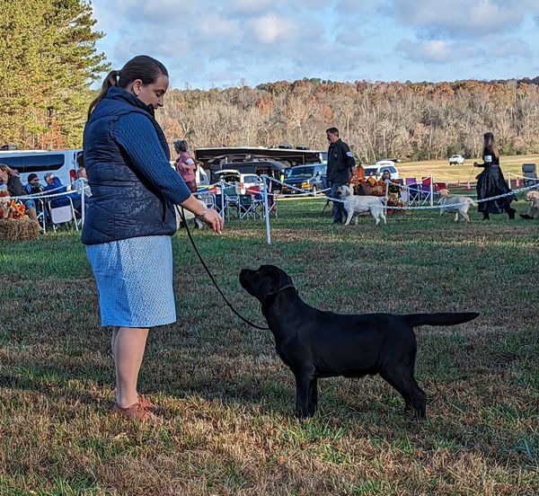 Lochbuie Labrador Retrievers - Buttonwood Macallan at Lochbuie