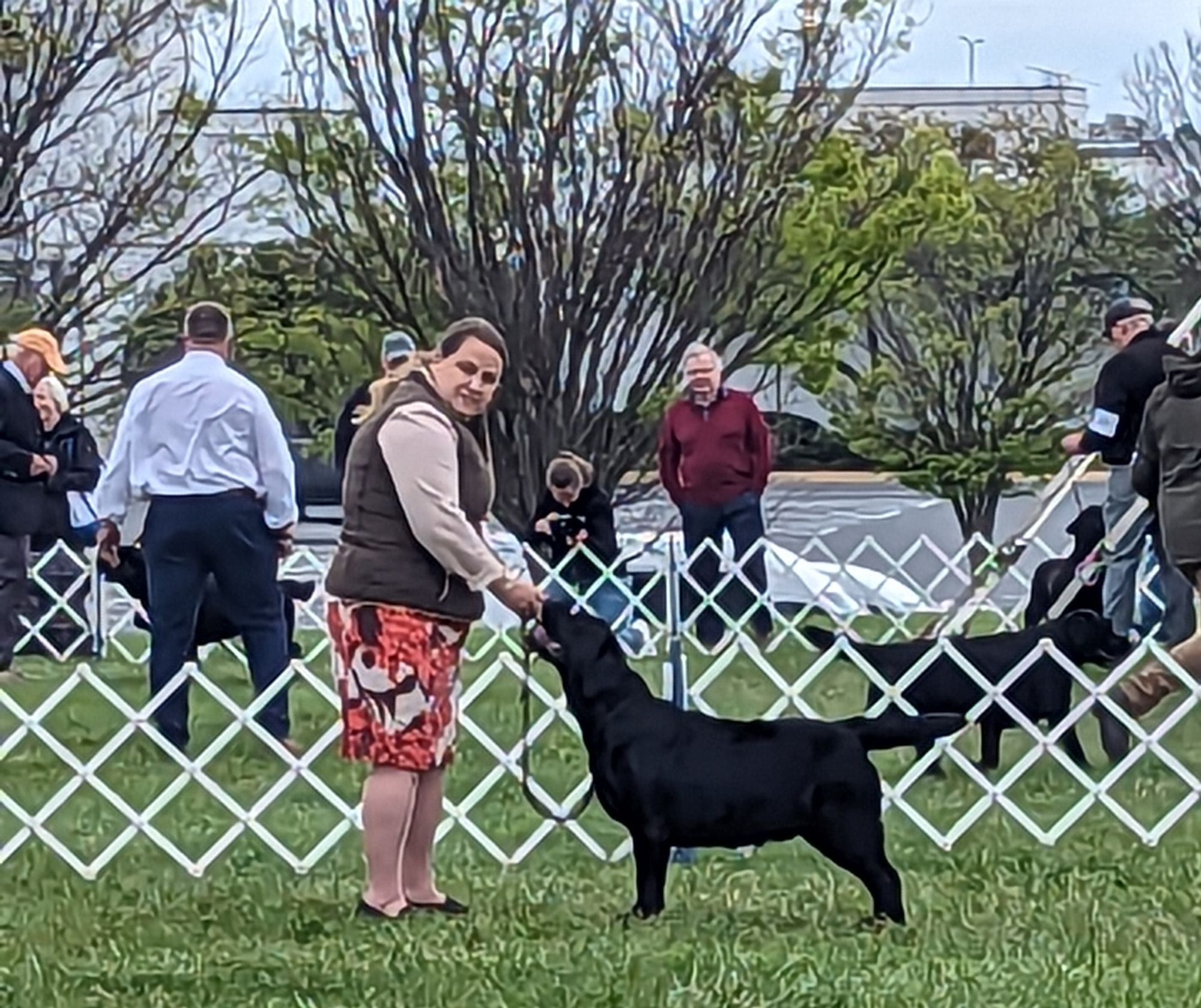 Lochbuie Labrador Retrievers - Buttonwood Macallan at Lochbuie