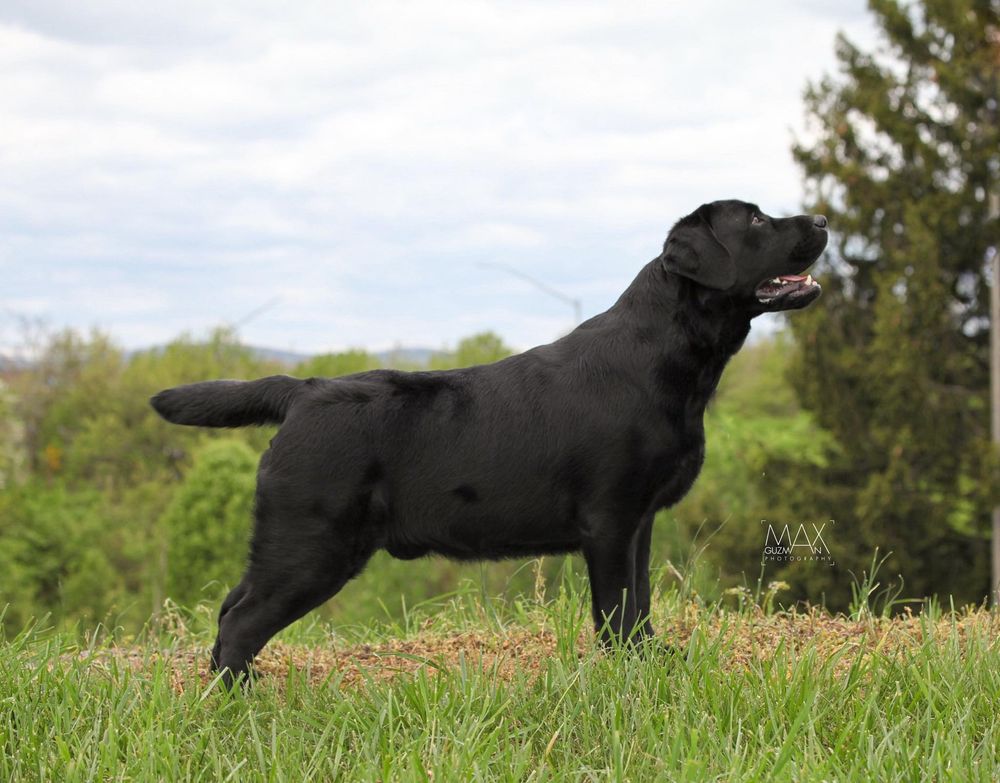 Lochbuie Labrador Retrievers - Buttonwood Macallan at Lochbuie
