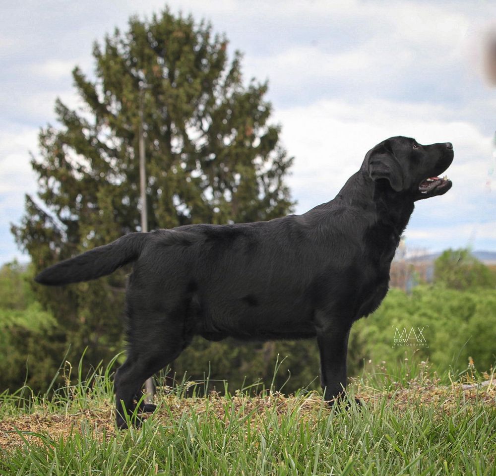 Lochbuie Labrador Retrievers - Buttonwood Macallan at Lochbuie