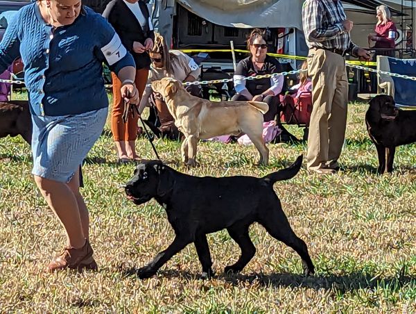 Lochbuie Labrador Retrievers - Buttonwood Macallan at Lochbuie