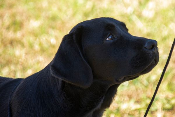 Lochbuie Labrador Retrievers - Buttonwood Macallan at Lochbuie