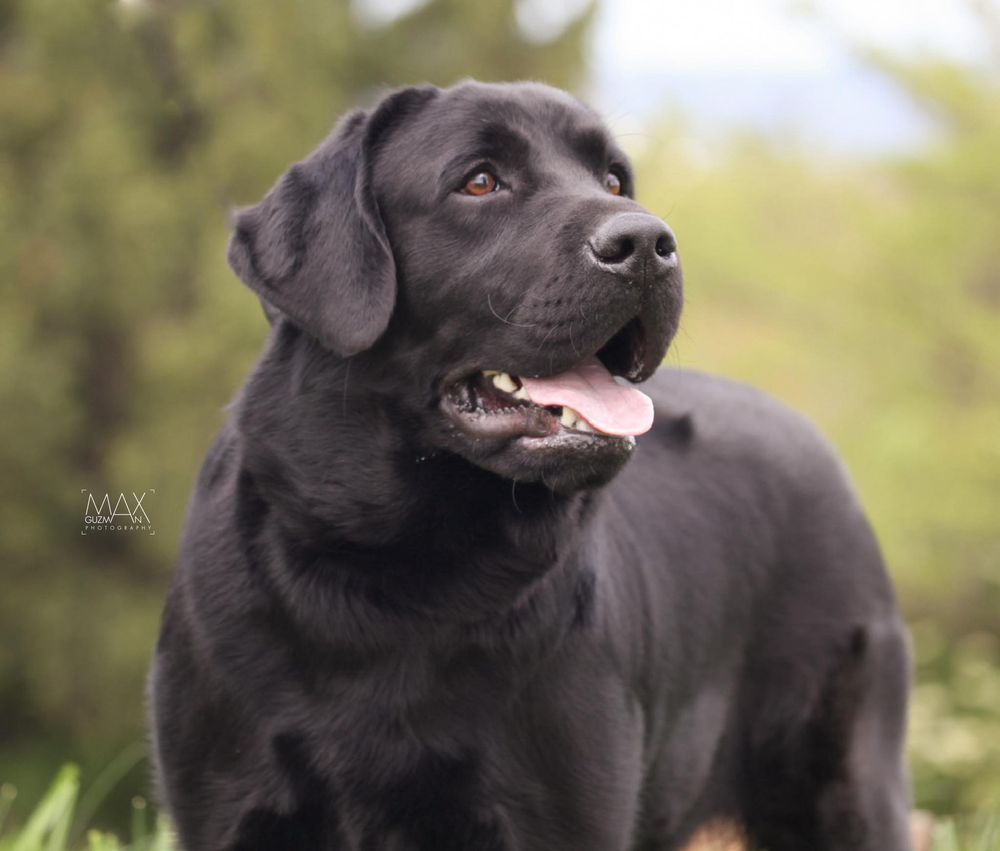 Lochbuie Labrador Retrievers - Buttonwood Macallan at Lochbuie