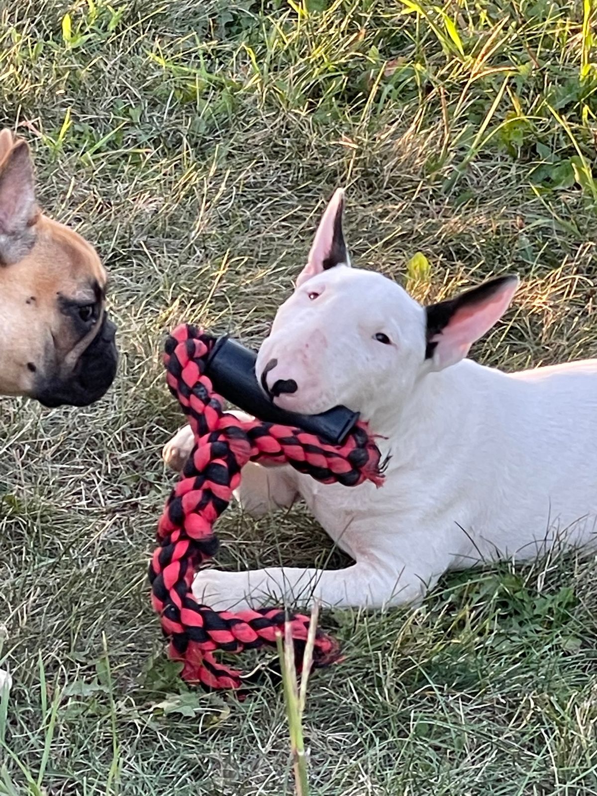 Kenron Miniature Bull Terriers - Silas