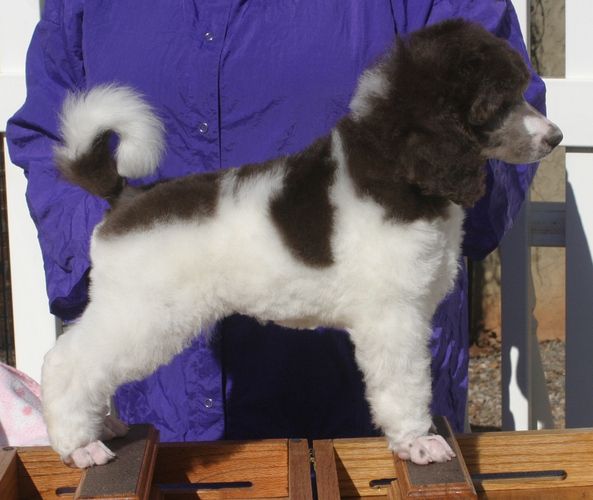 Tintlet Poodles - Tammy/Derby