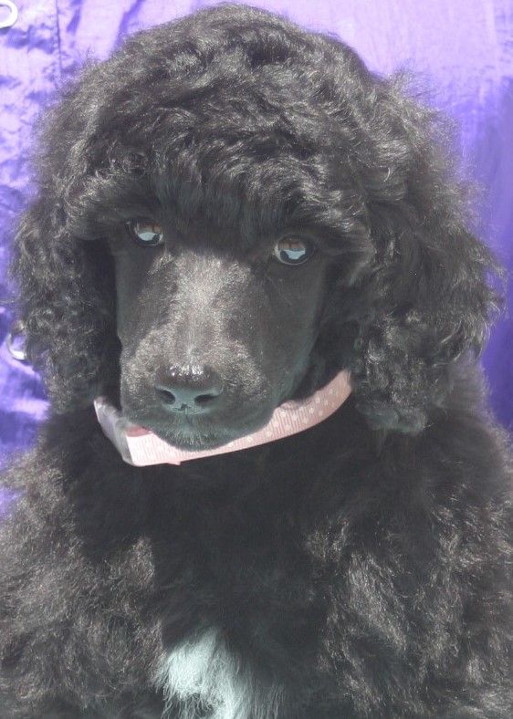 Tintlet Poodles - Gallery