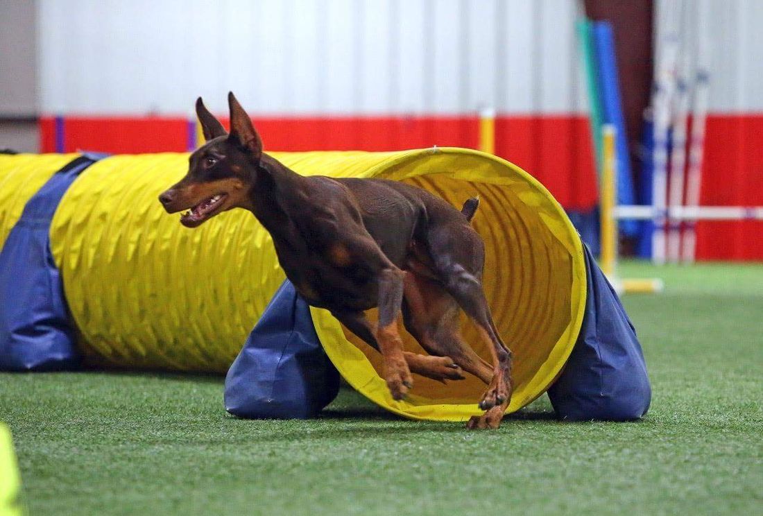 Melrae Dobermans - Falyn