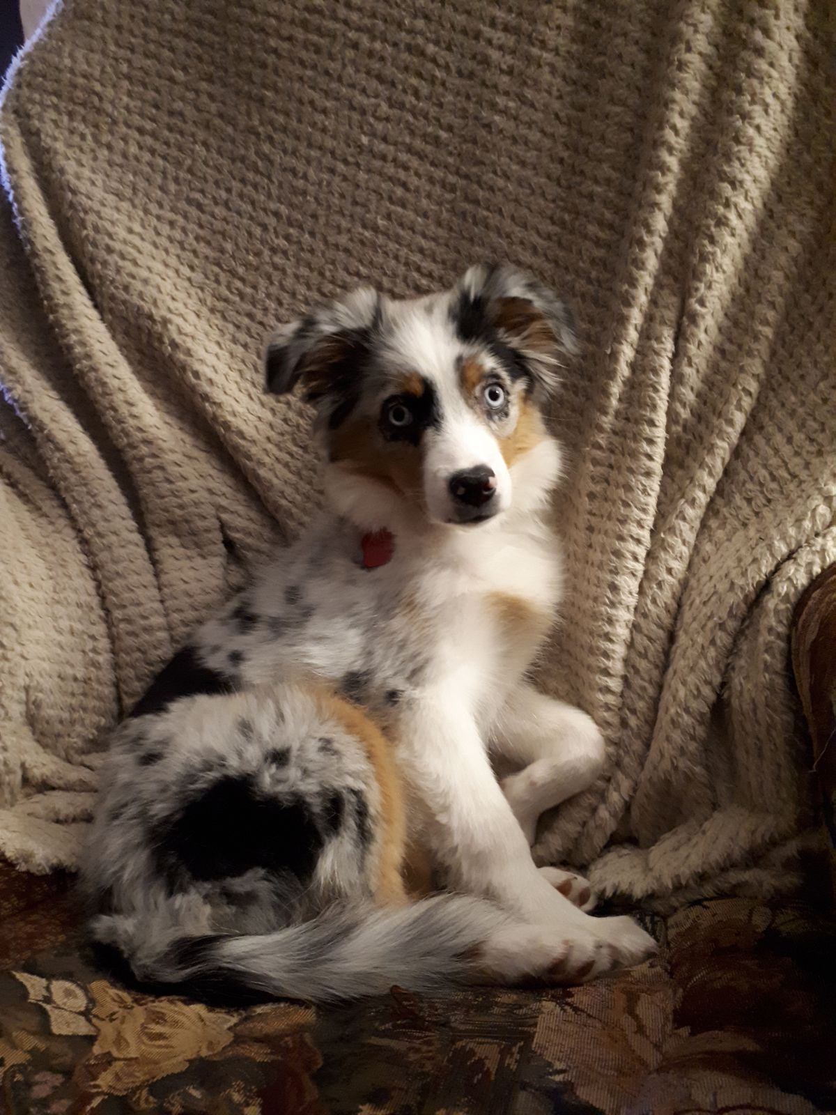 Spurlane Farm - Mini Aussies & Mini Aussie Poos