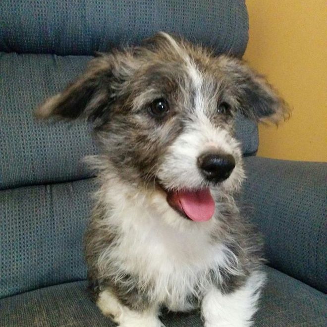 Spurlane Farm - Corgis & Corgi-poos