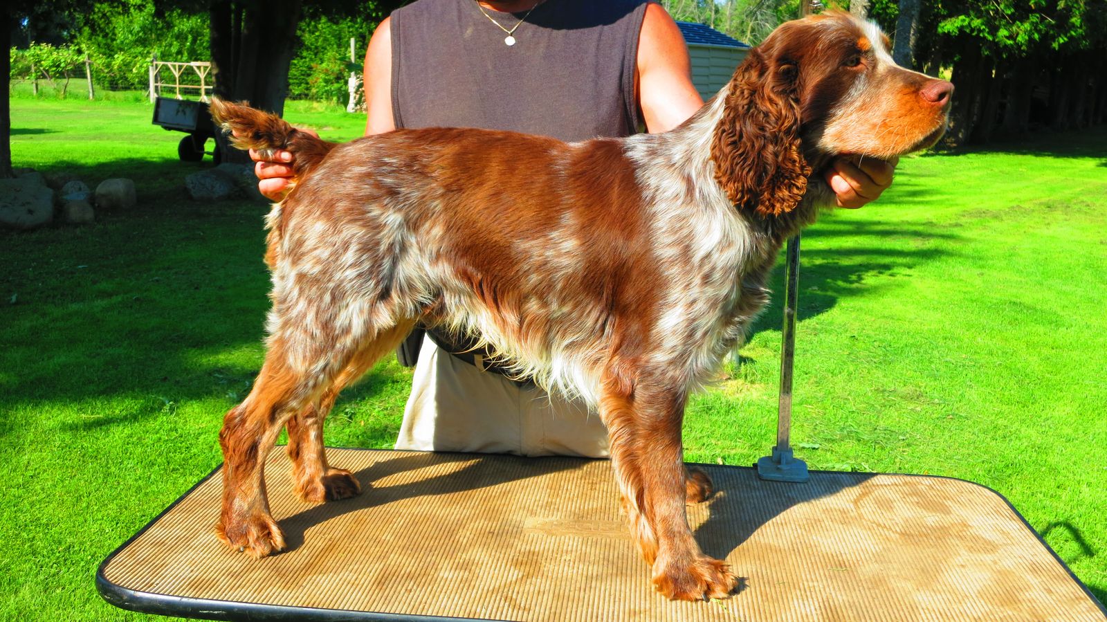 Roman Kennels - English Springer Spaniel