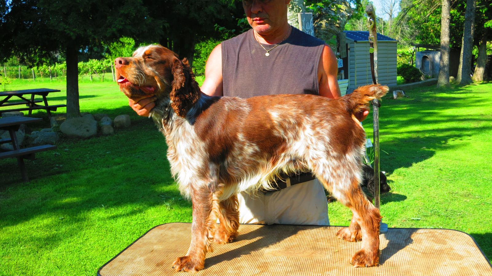 Roman Kennels - English Springer Spaniel