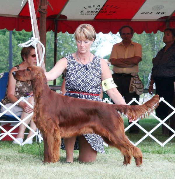Galewinns Irish Setters & Miniature Dachshunds - Crush