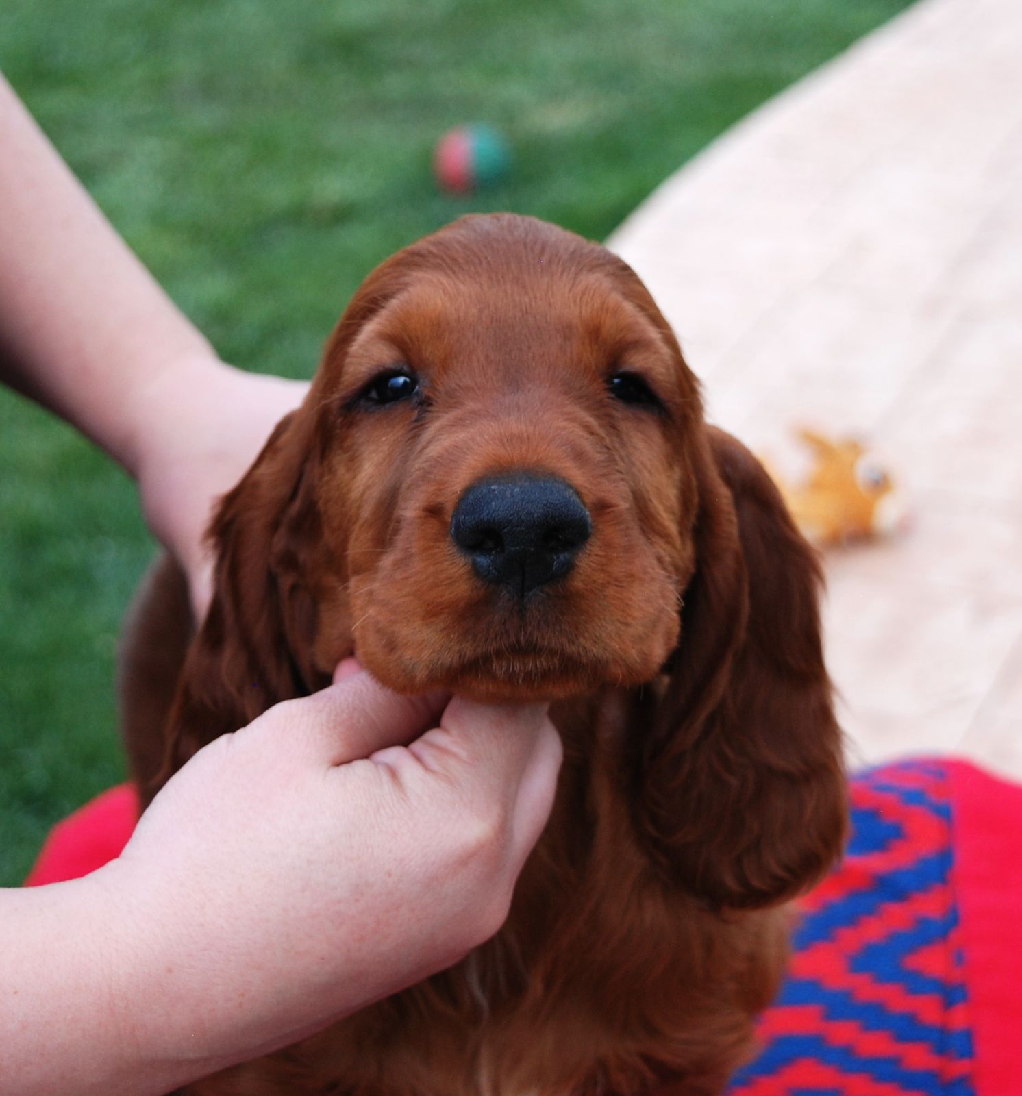 Galewinns Irish Setters & Miniature Dachshunds - Paddy