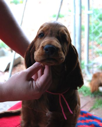 Galewinns Irish Setters & Miniature Dachshunds - Paddy