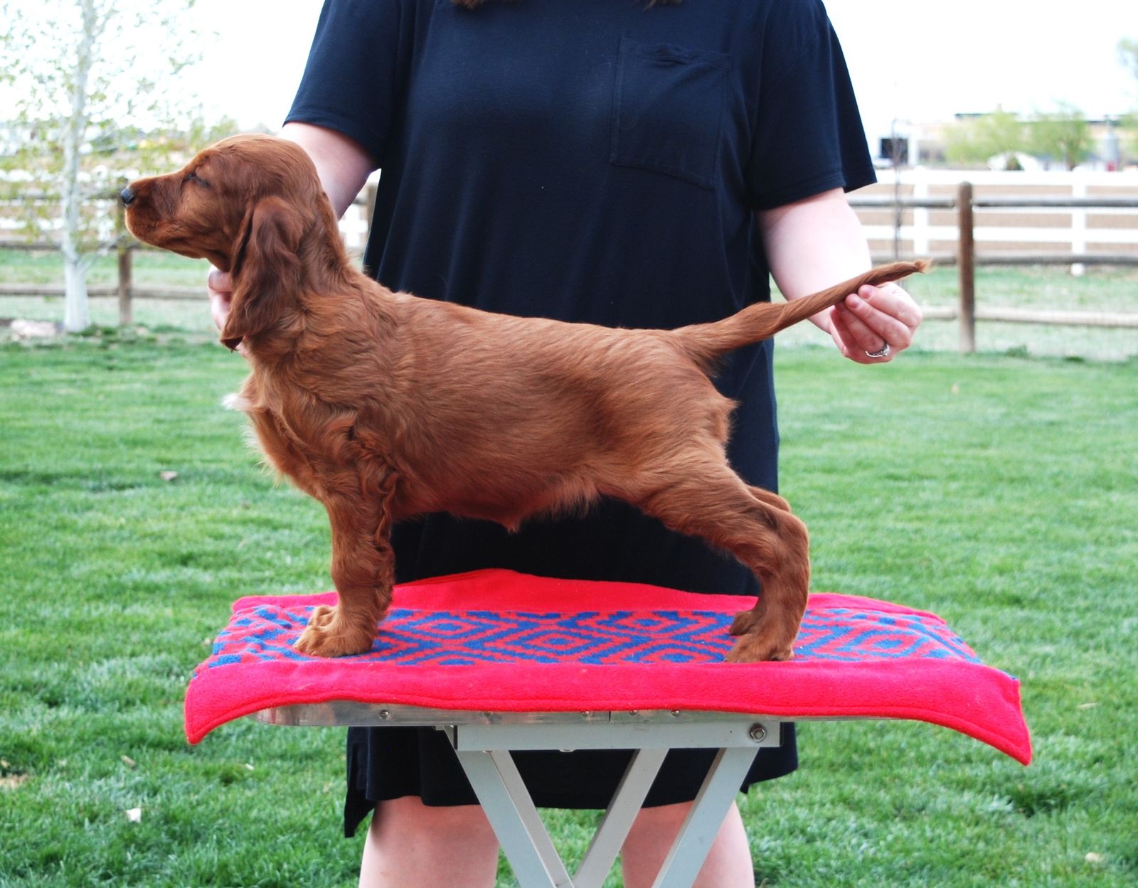 Galewinns Irish Setters & Miniature Dachshunds - Paddy