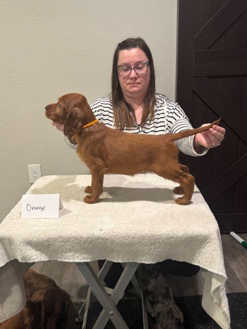 Galewinns Irish Setters & Miniature Dachshunds - Ridge x Chili Whelped ...