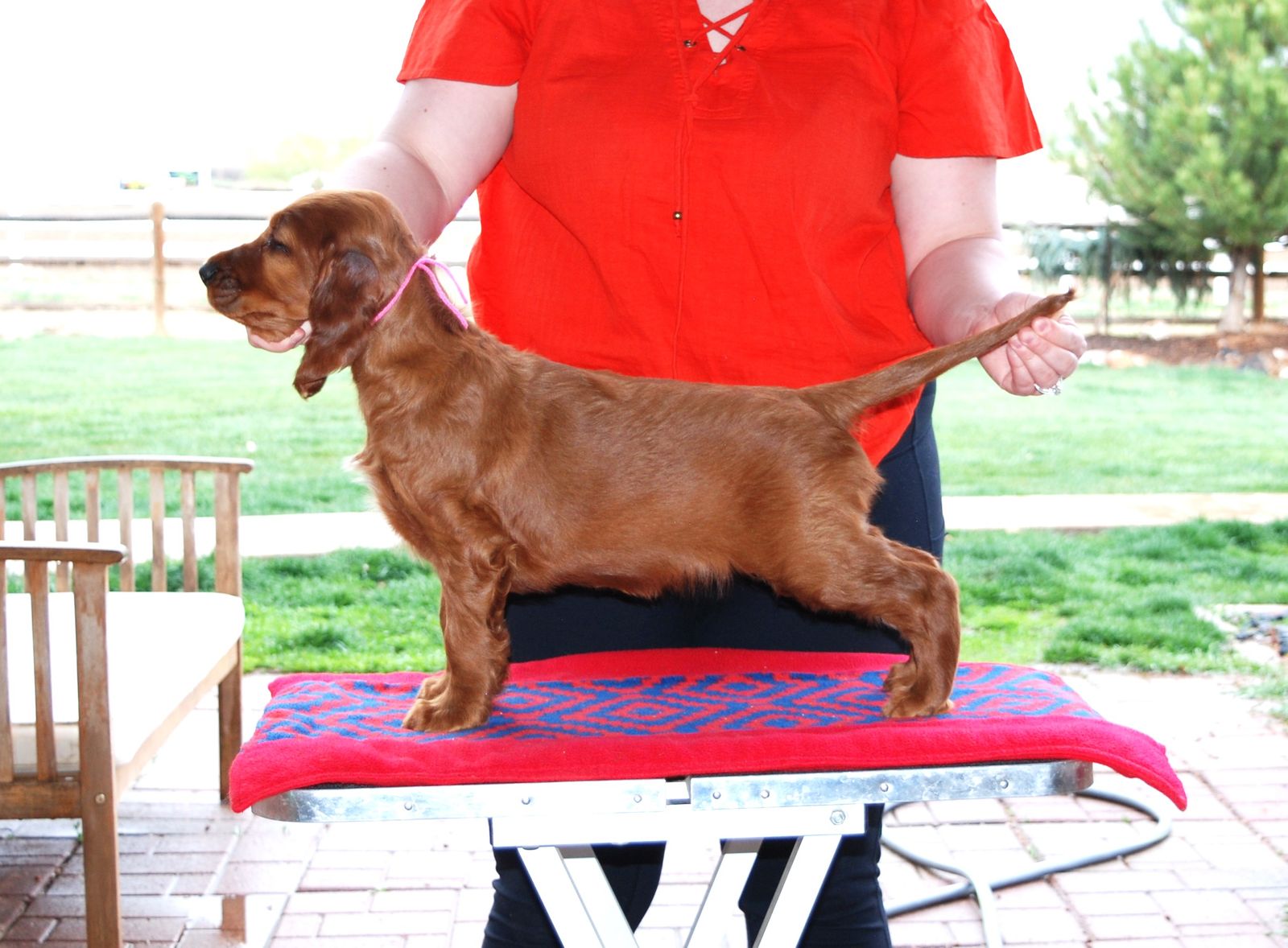Galewinns Irish Setters & Miniature Dachshunds - Paddy