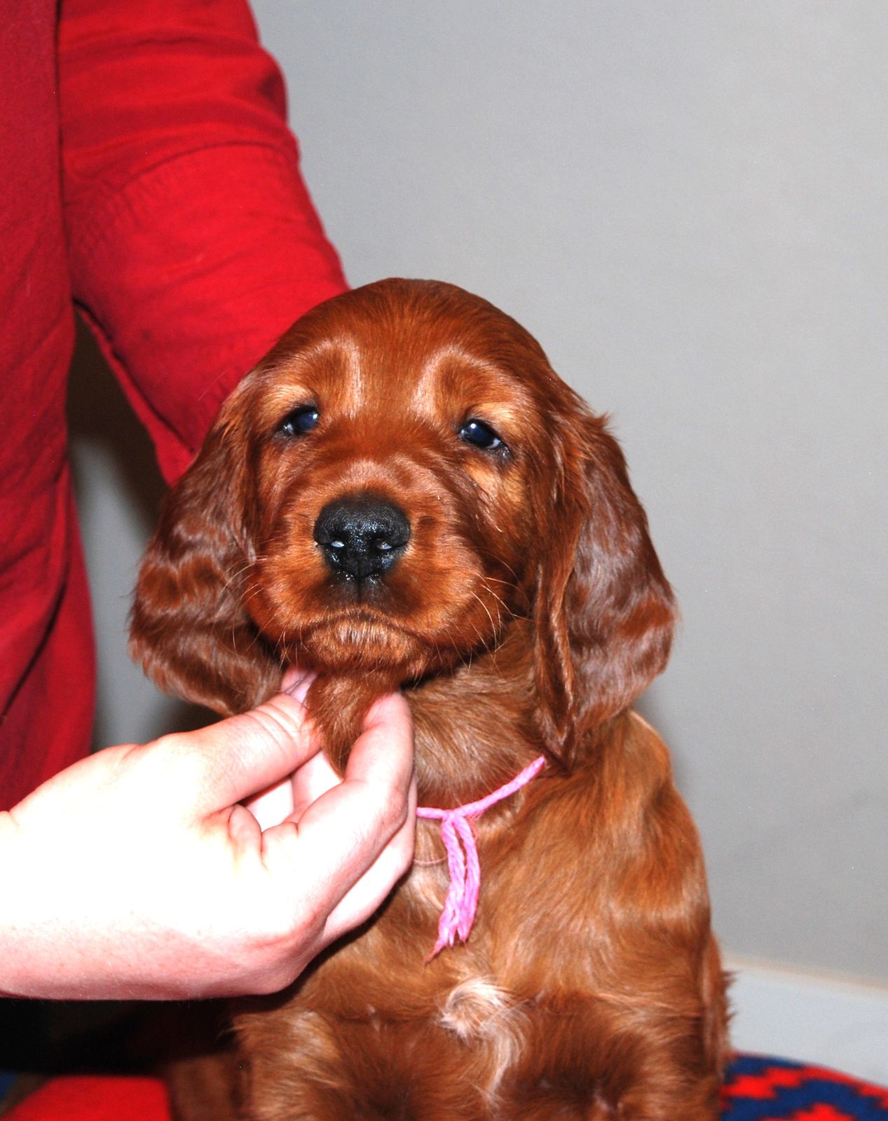 Galewinns Irish Setters & Miniature Dachshunds - Paddy