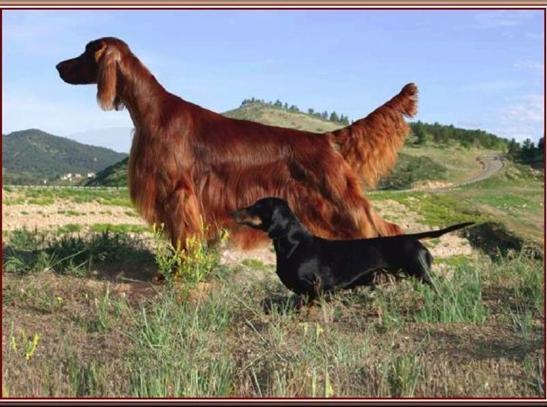 Galewinns Irish Setters & Miniature Dachshunds - Paddy