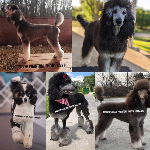 Alue Standard Poodles - Multi Colors