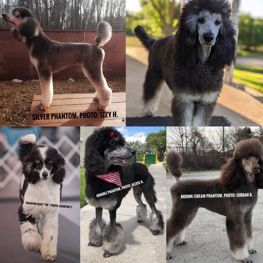 Alue Standard Poodles - Multi Colors